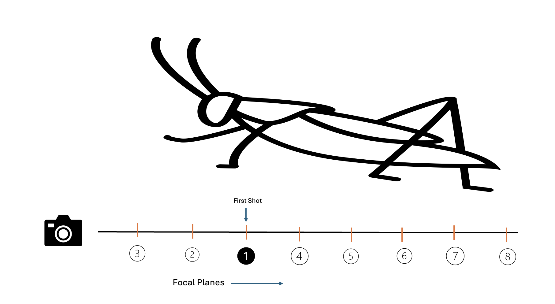 In-Camera Focus Stacking Using OM Systems | Wildlife Macro | Raghuram ...