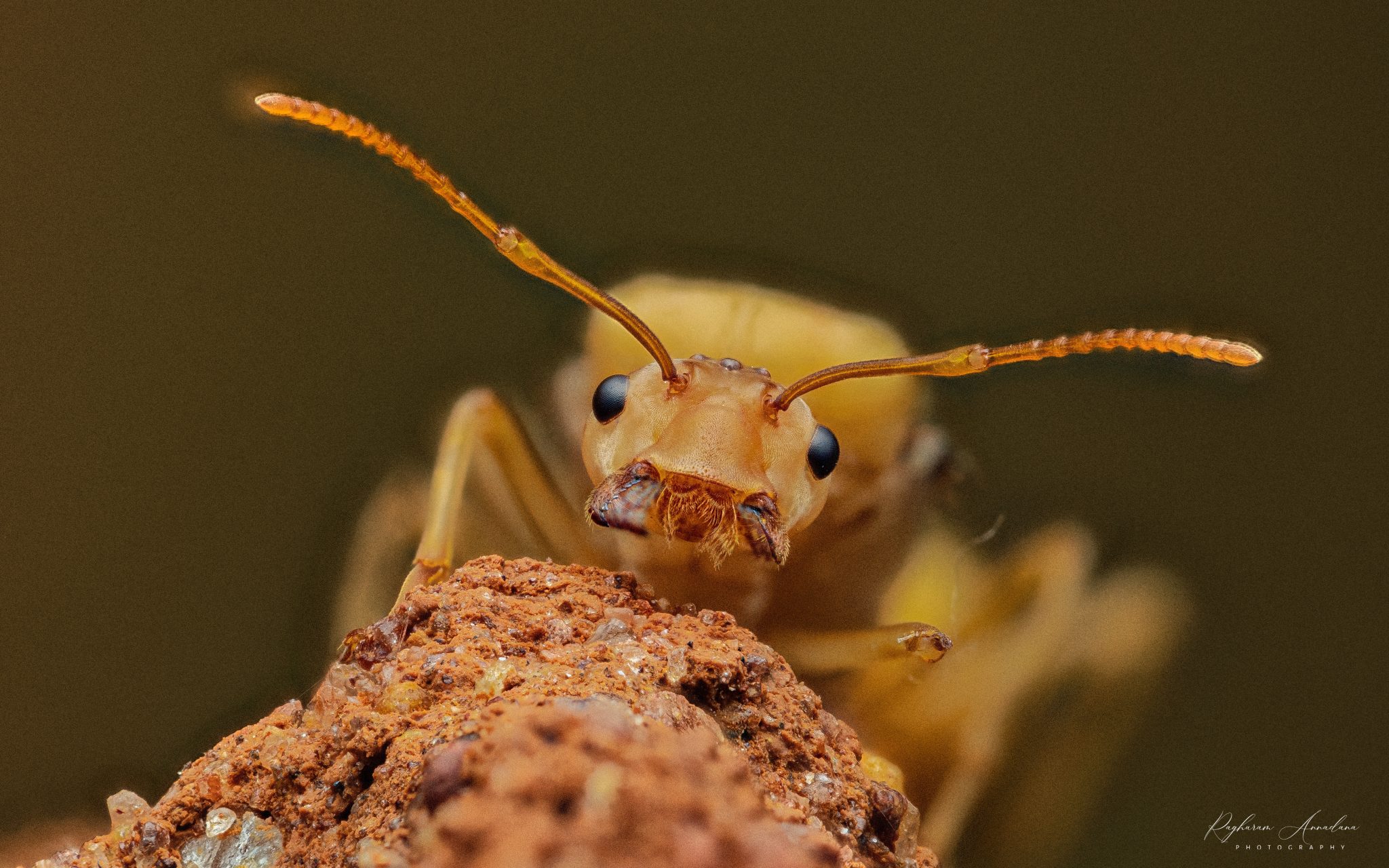 Zerene Stacker: A Guide to PMAX and DMAP | Wildlife Macro