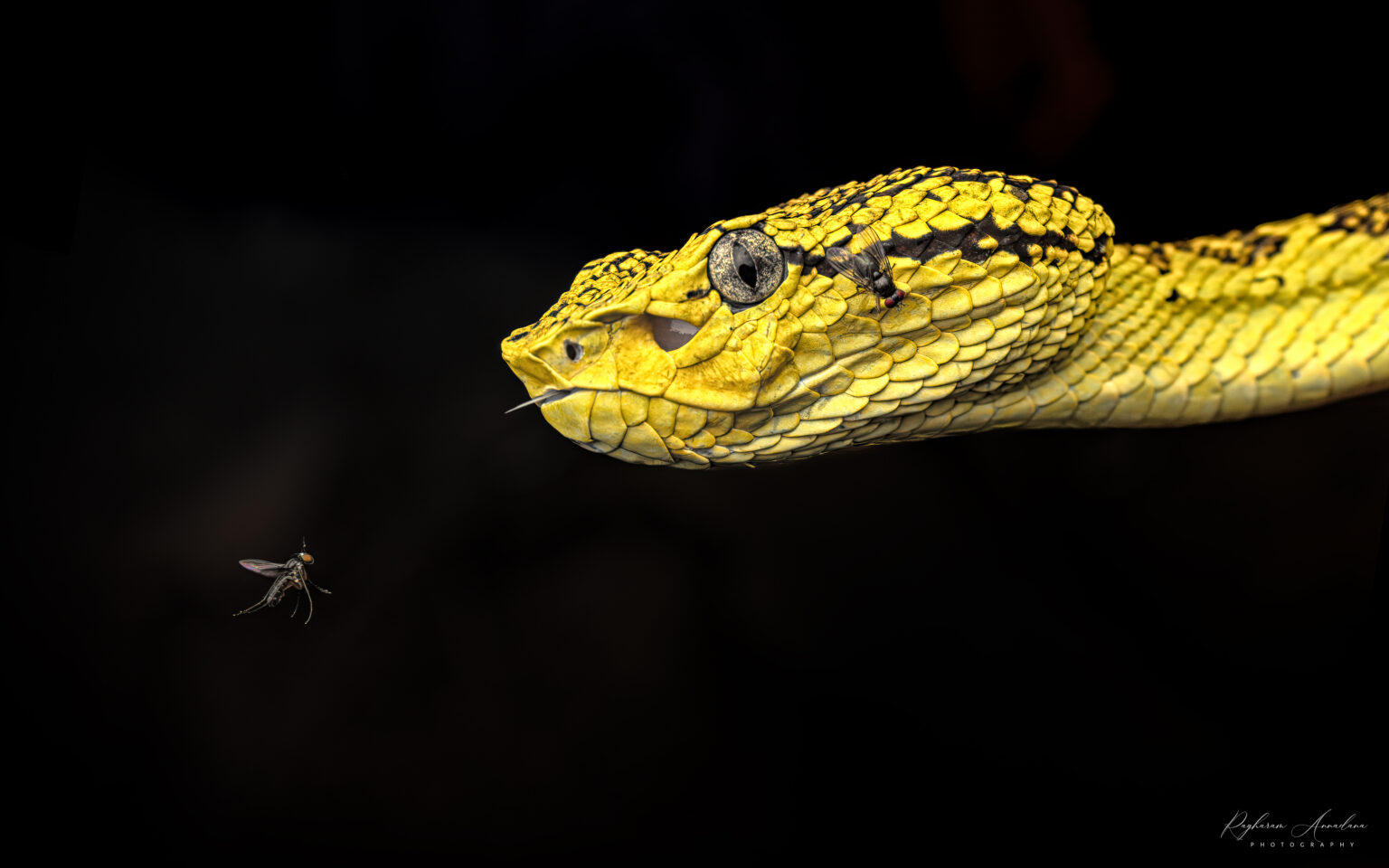 Exploring India's Snake Diversity | Wildlife Macro | Raghuram Annadana
