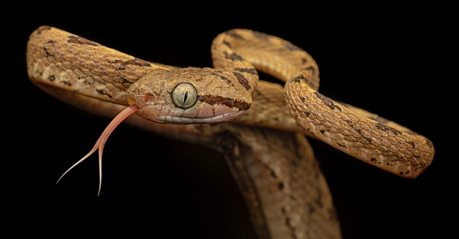 Exploring India's Snake Diversity | Wildlife Macro | Raghuram Annadana
